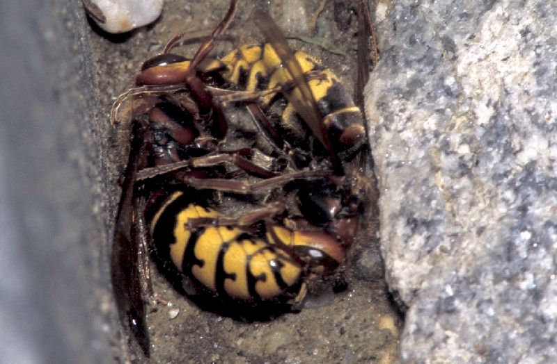 Hornissen im Kommentkampf